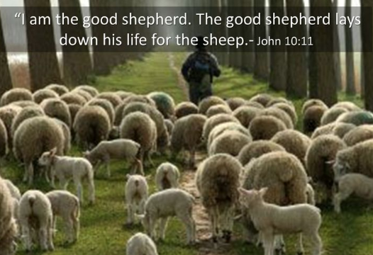 Churches, Sheep, and the Book of Psalms – Shadows and Shelters